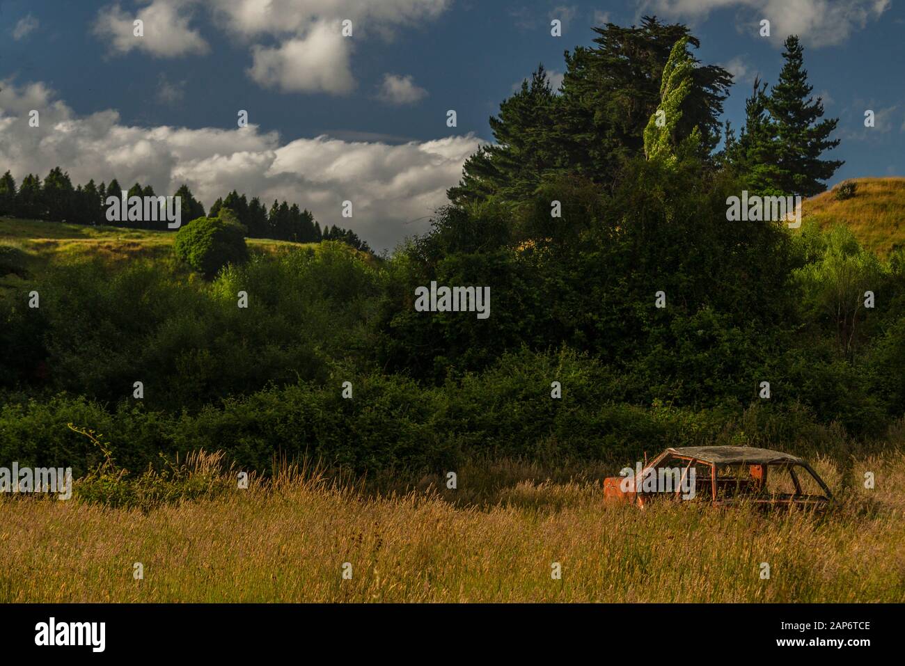 Rural decay. An abandoned, rusting car in long grass with green foliage ...