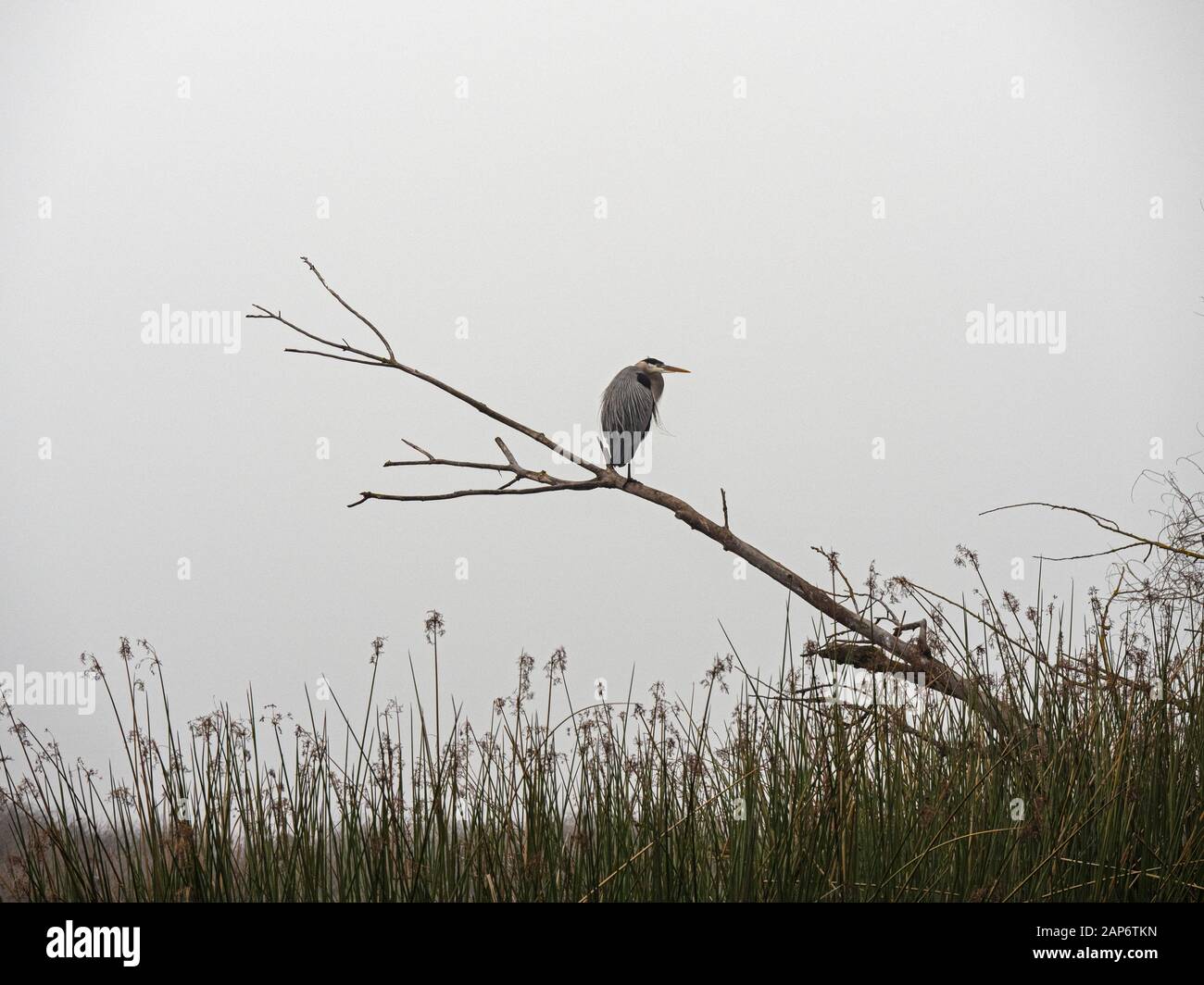 The tule tree hi-res stock photography and images - Alamy