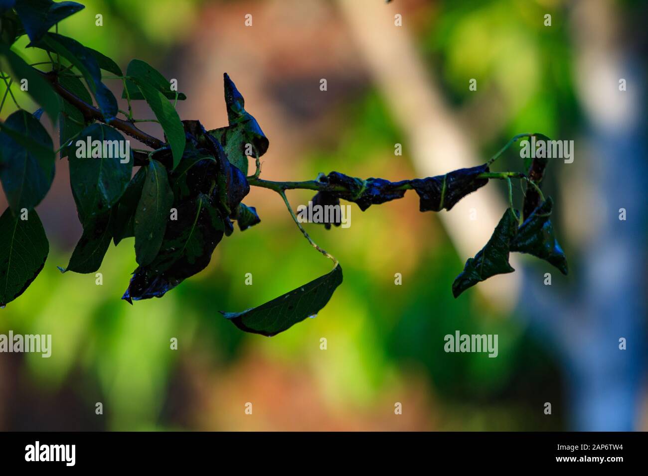 Fire blight pear hi-res stock photography and images - Alamy