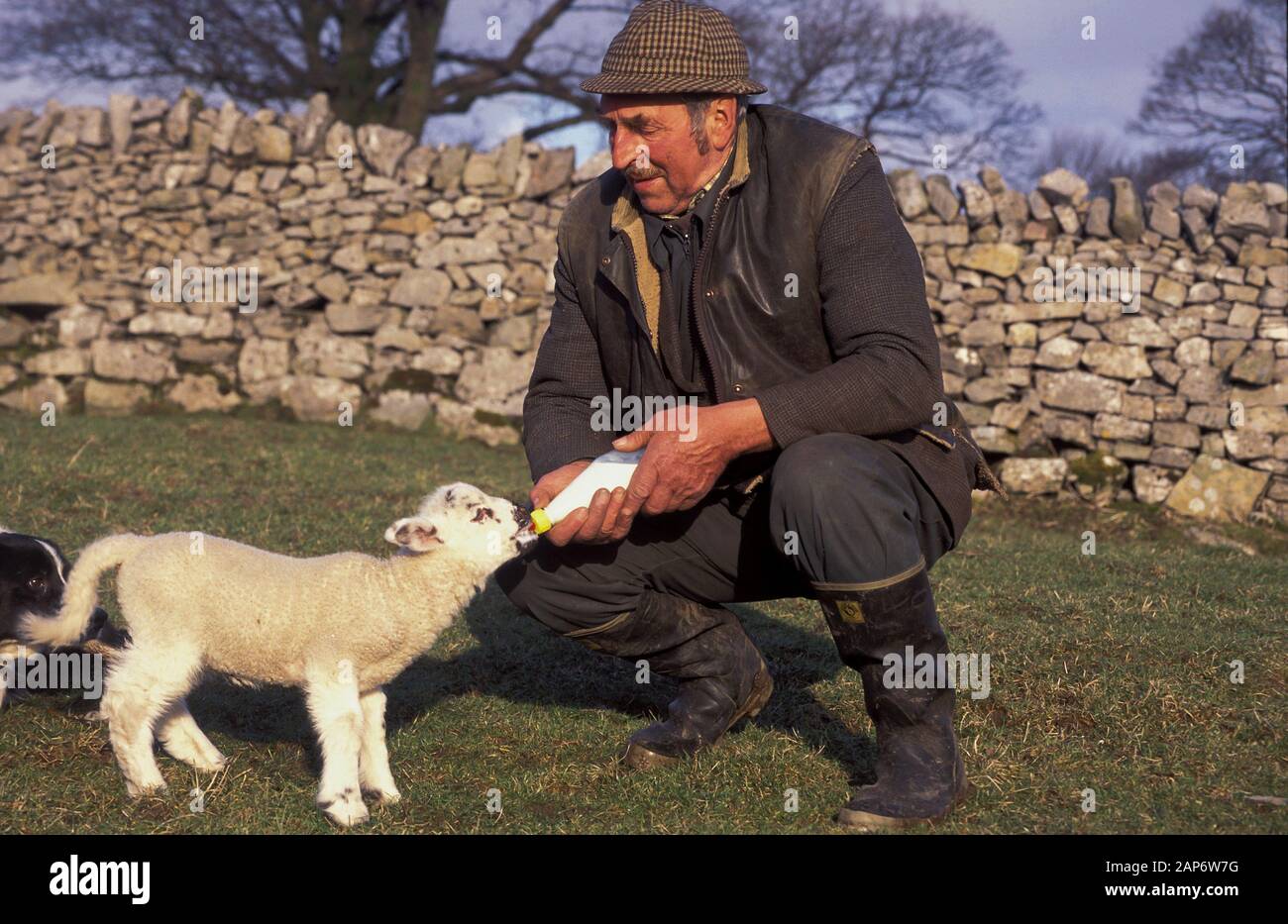 Orphaned lamb hi-res stock photography and images - Alamy