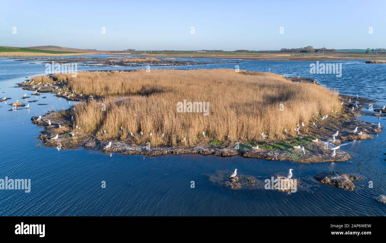 colony of seagulls in Danube Delta, Romania Stock Photo - Alamy