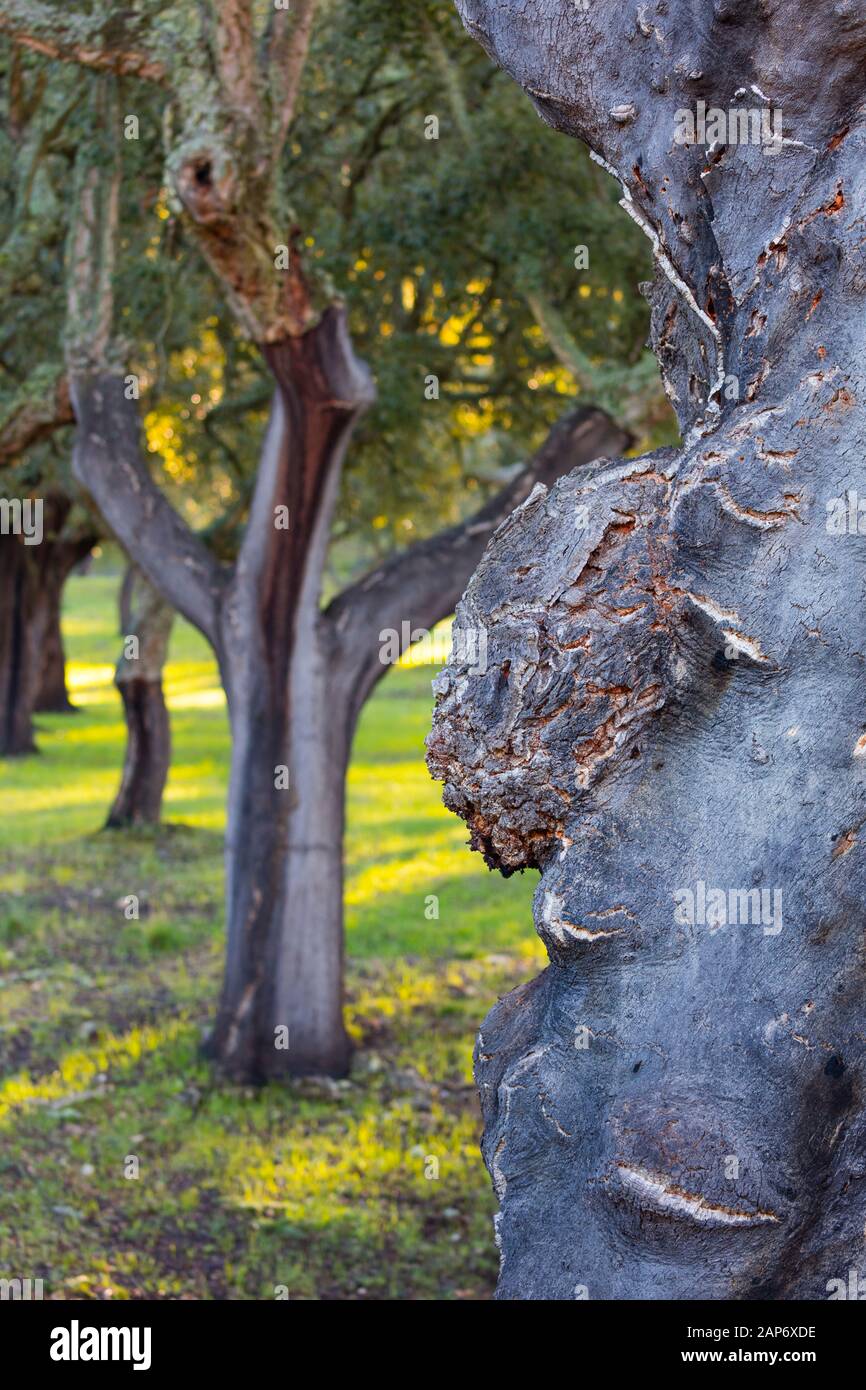 Bosque de quercus suber hi-res stock photography and images - Alamy