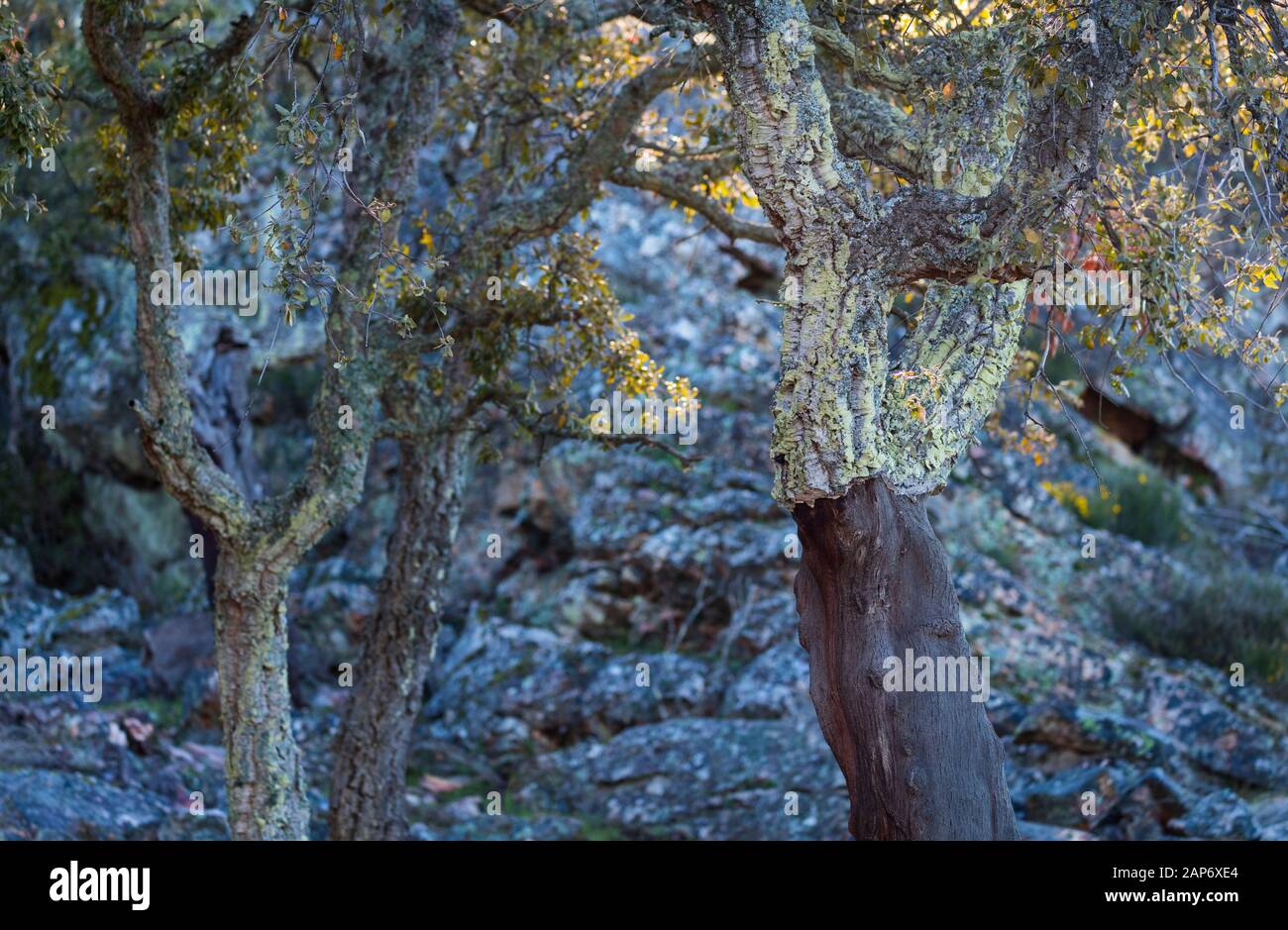 CORK OAK - ALCORNOQUE (Quercus suber), Mediterranean forest, Sierra de ...