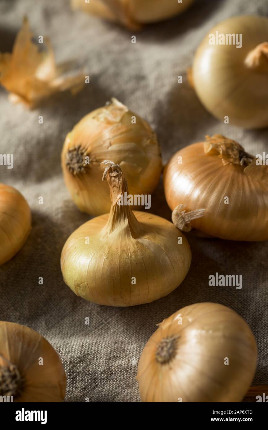 Raw Yellow Organic Cipolline Onions Ready to Cook Stock Photo - Alamy