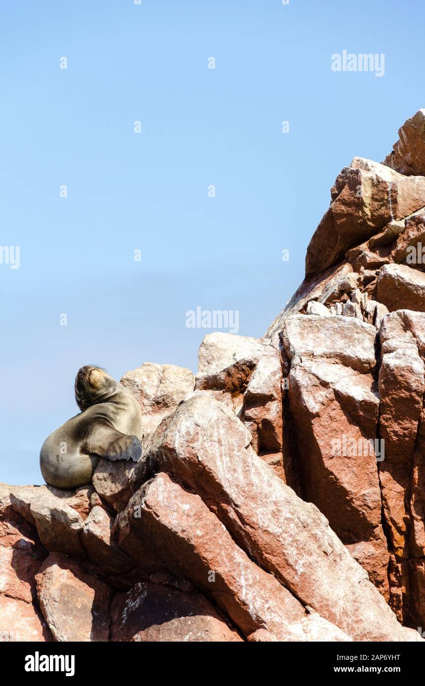 Paracas national park hi-res stock photography and images - Alamy