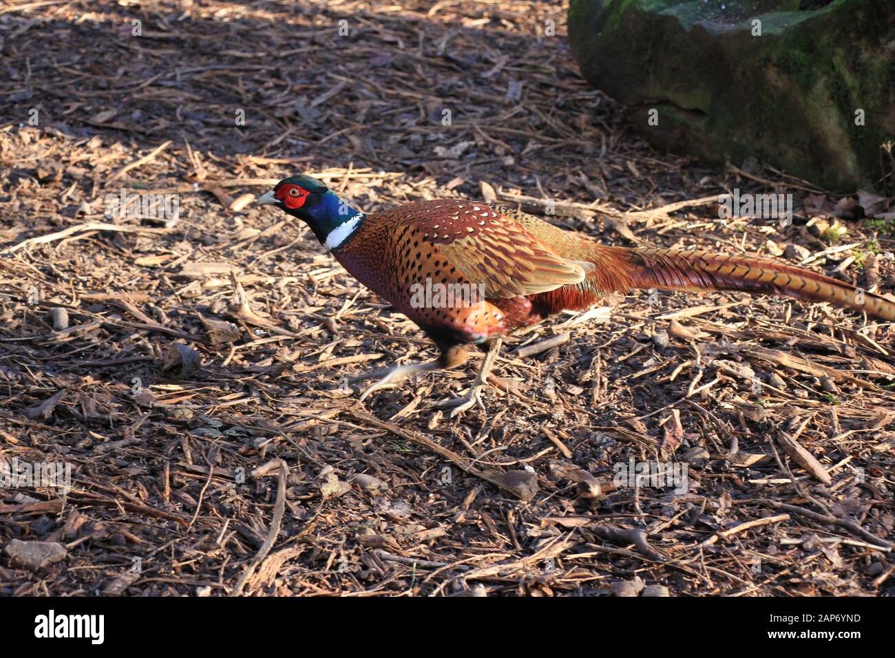 Ripon bird hide hi-res stock photography and images - Alamy