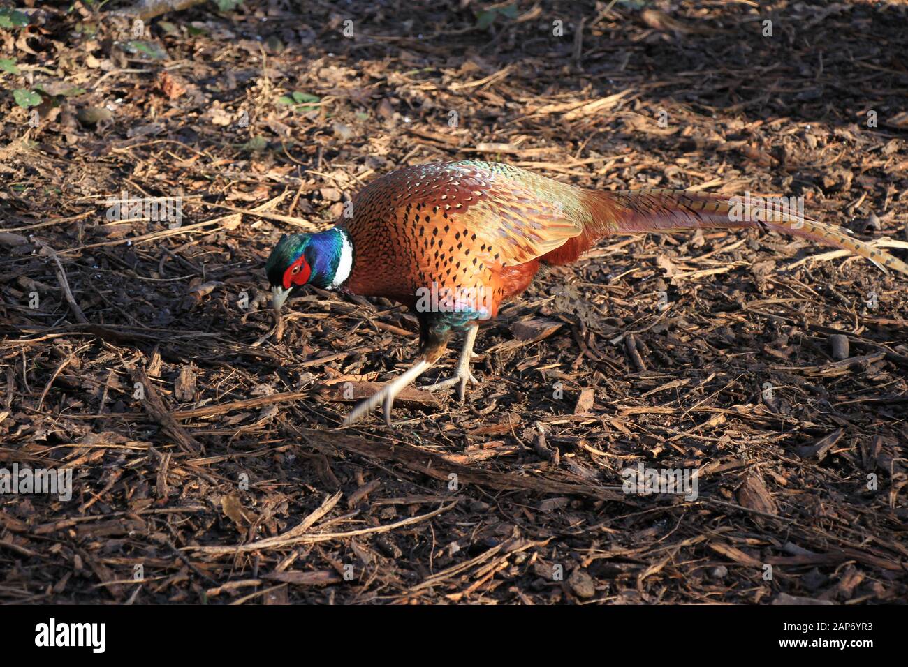 Bird hide ripon hi-res stock photography and images - Alamy