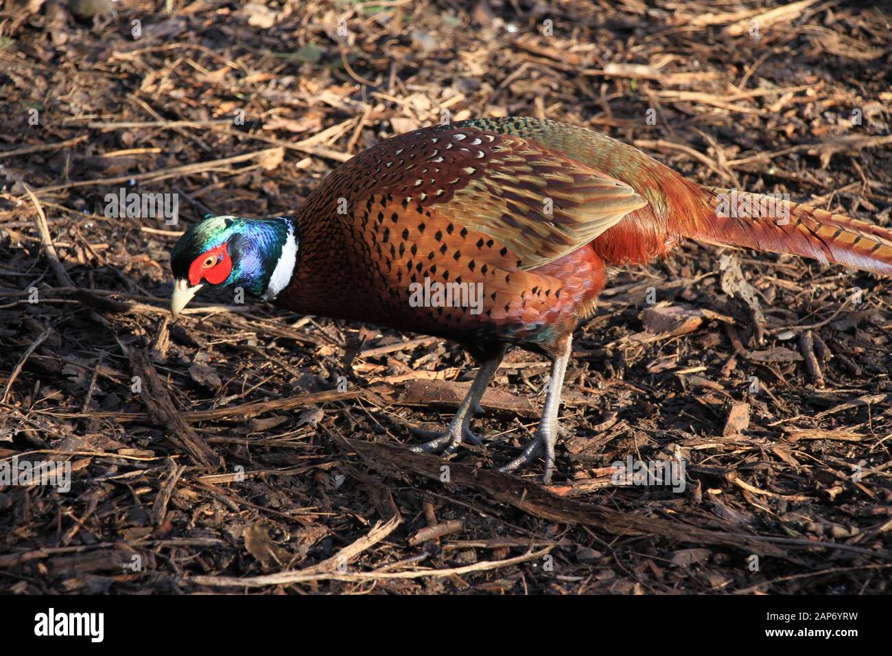 Ripon bird hide hi-res stock photography and images - Alamy