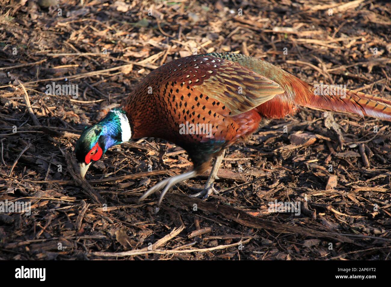 Bird hide ripon hi-res stock photography and images - Alamy