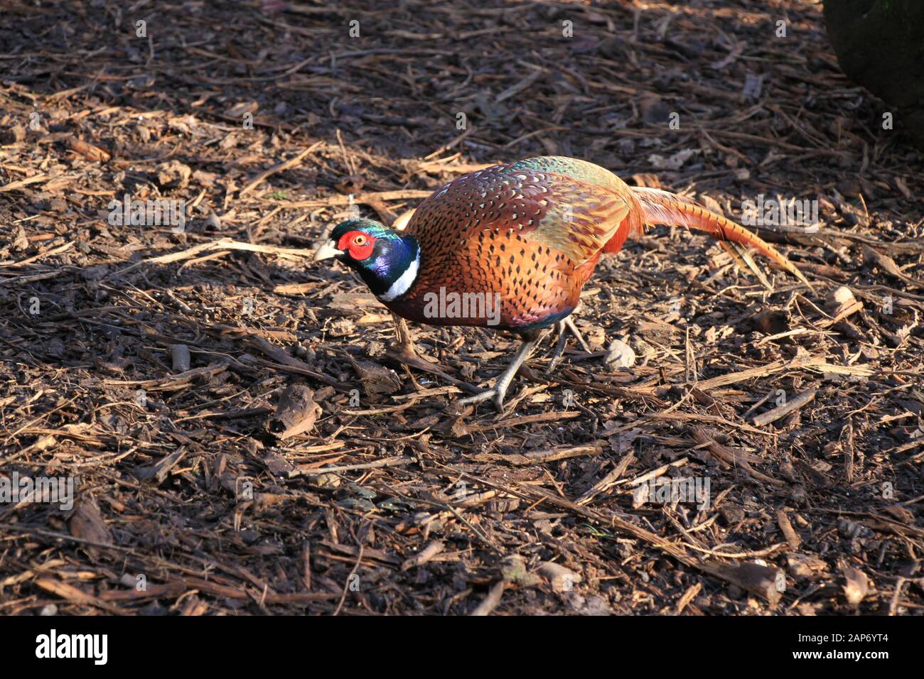 Ripon Bird Hide High Resolution Stock Photography and Images - Alamy