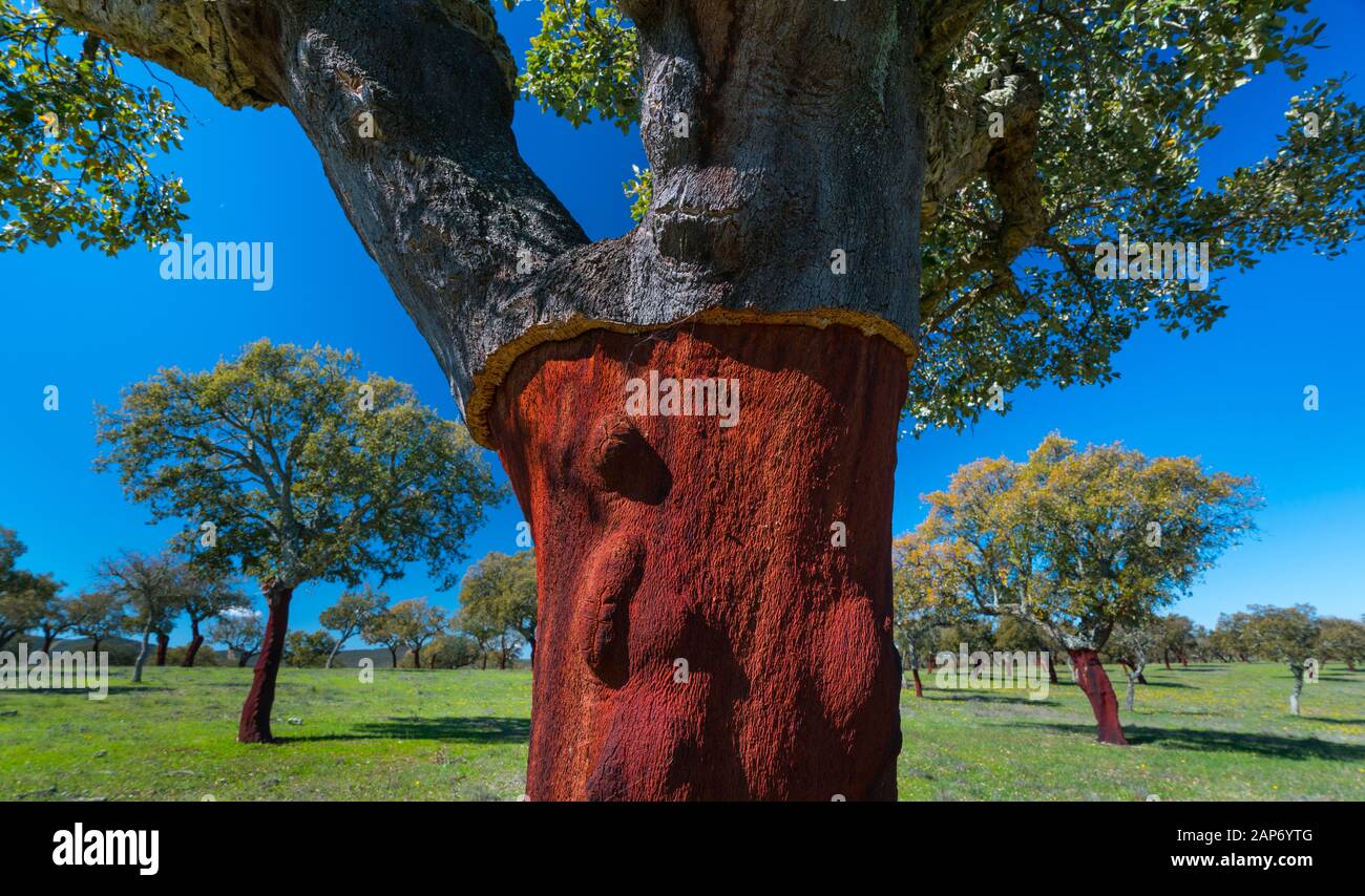 Bosque de quercus suber hi-res stock photography and images - Alamy