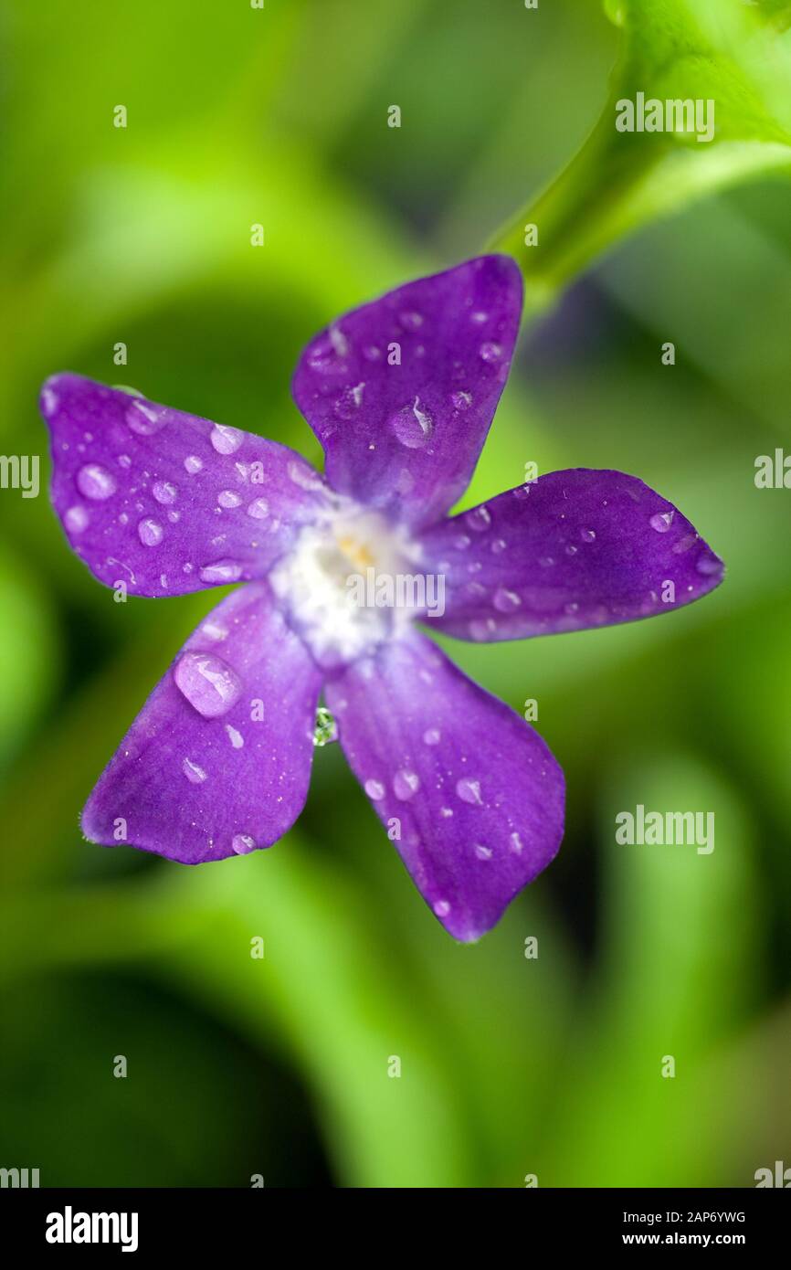 Water drops on an american bellflower Stock Photo - Alamy