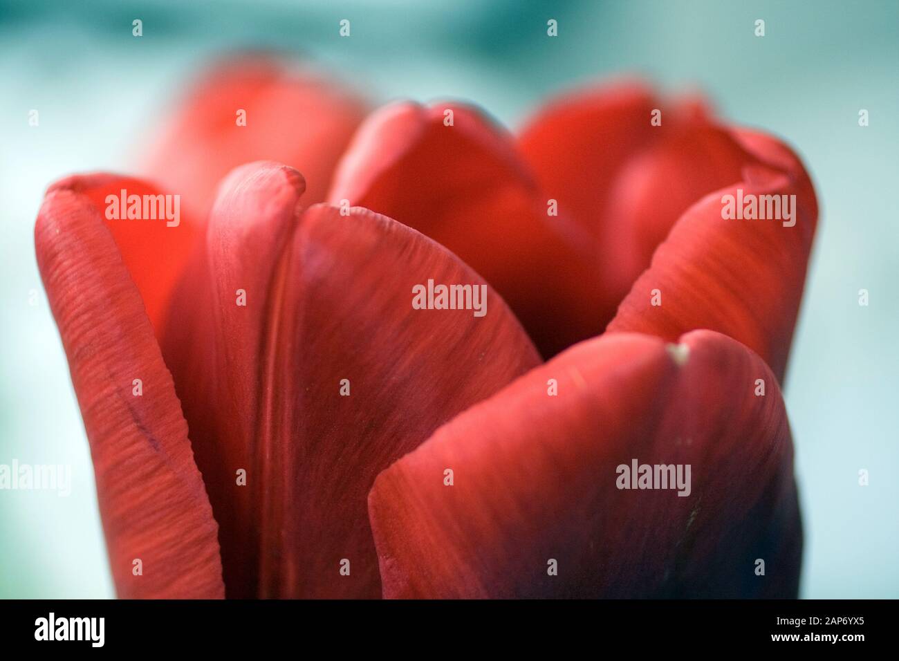 Macro shot of a tulip flower Stock Photo - Alamy