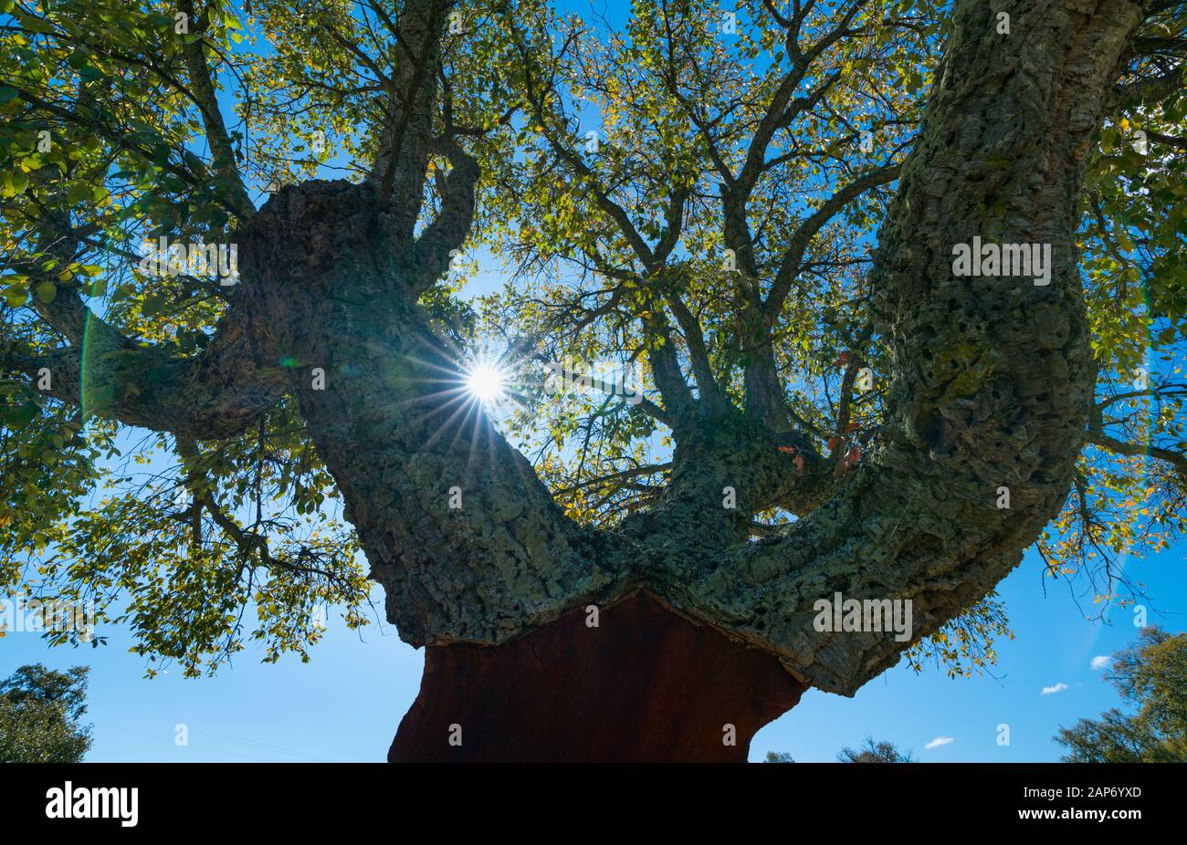 Bosque de quercus suber hi-res stock photography and images - Alamy