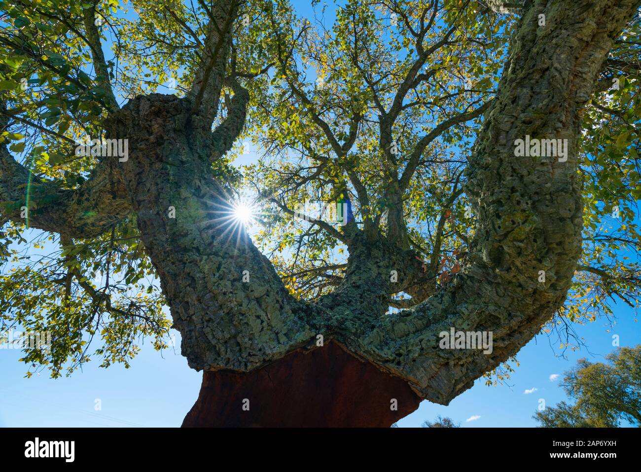 Bosque de quercus suber hi-res stock photography and images - Alamy