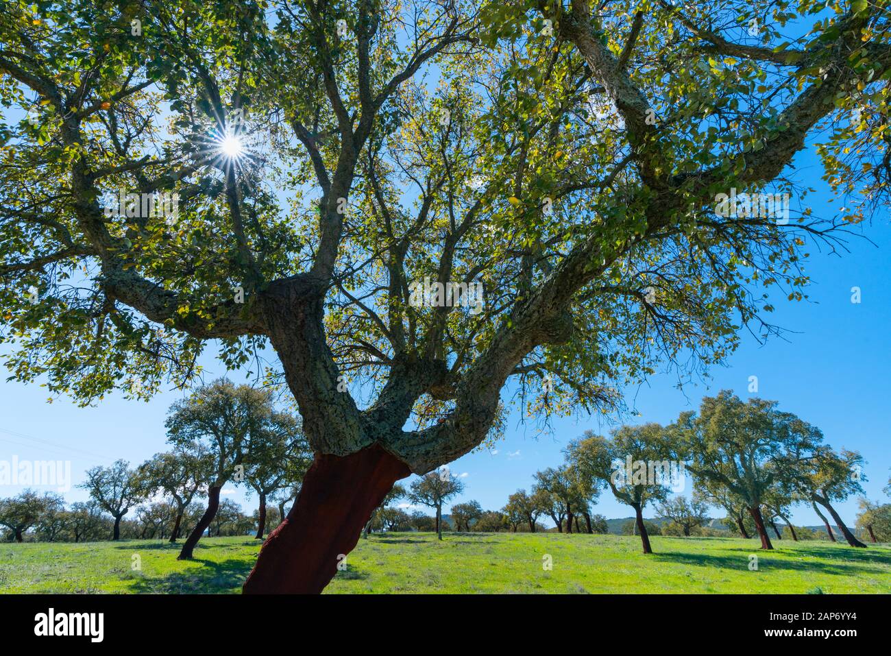 Bosque de quercus suber hi-res stock photography and images - Alamy