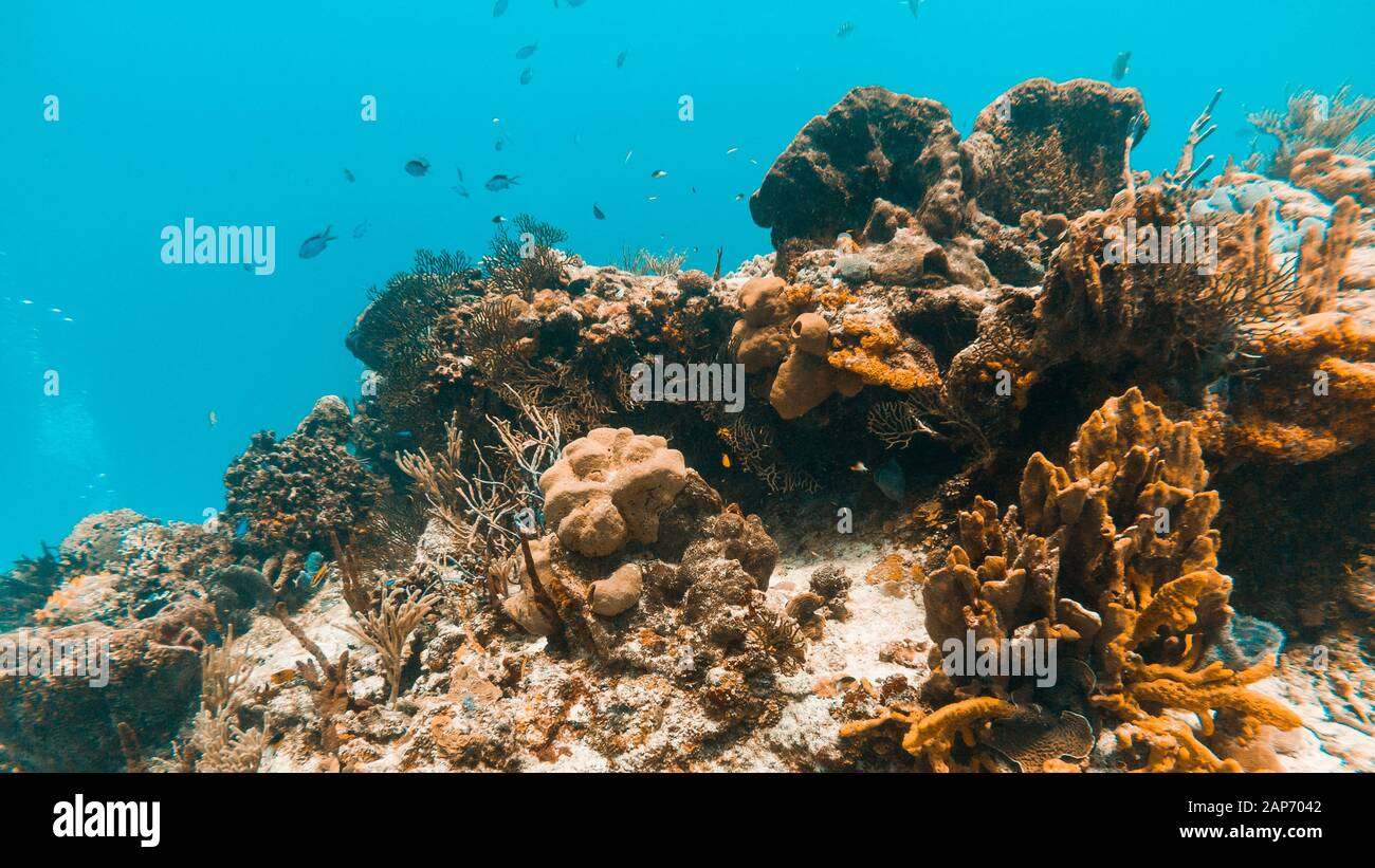 Colorful reef with fish on the Island Cozumel in Quintana Roo, Mexico ...