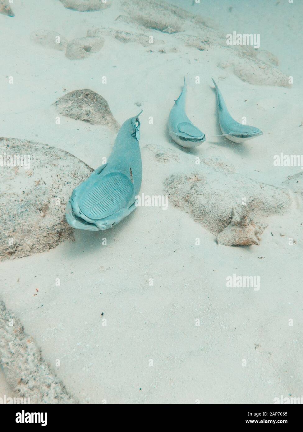 Common remora hi-res stock photography and images - Alamy