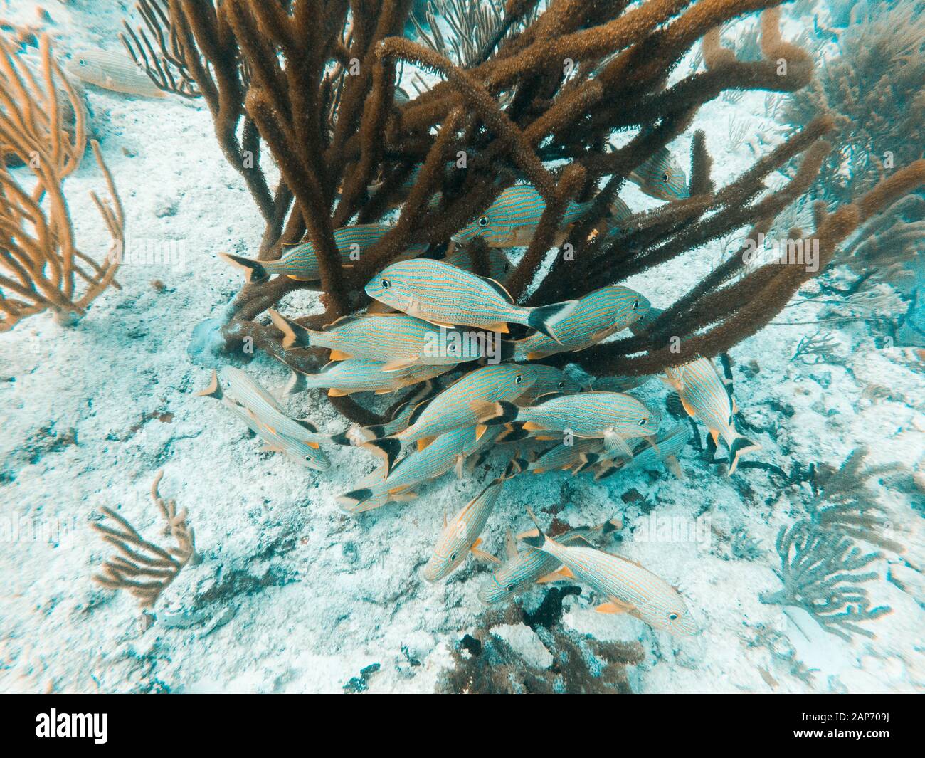 Red snapper diving hi-res stock photography and images - Alamy