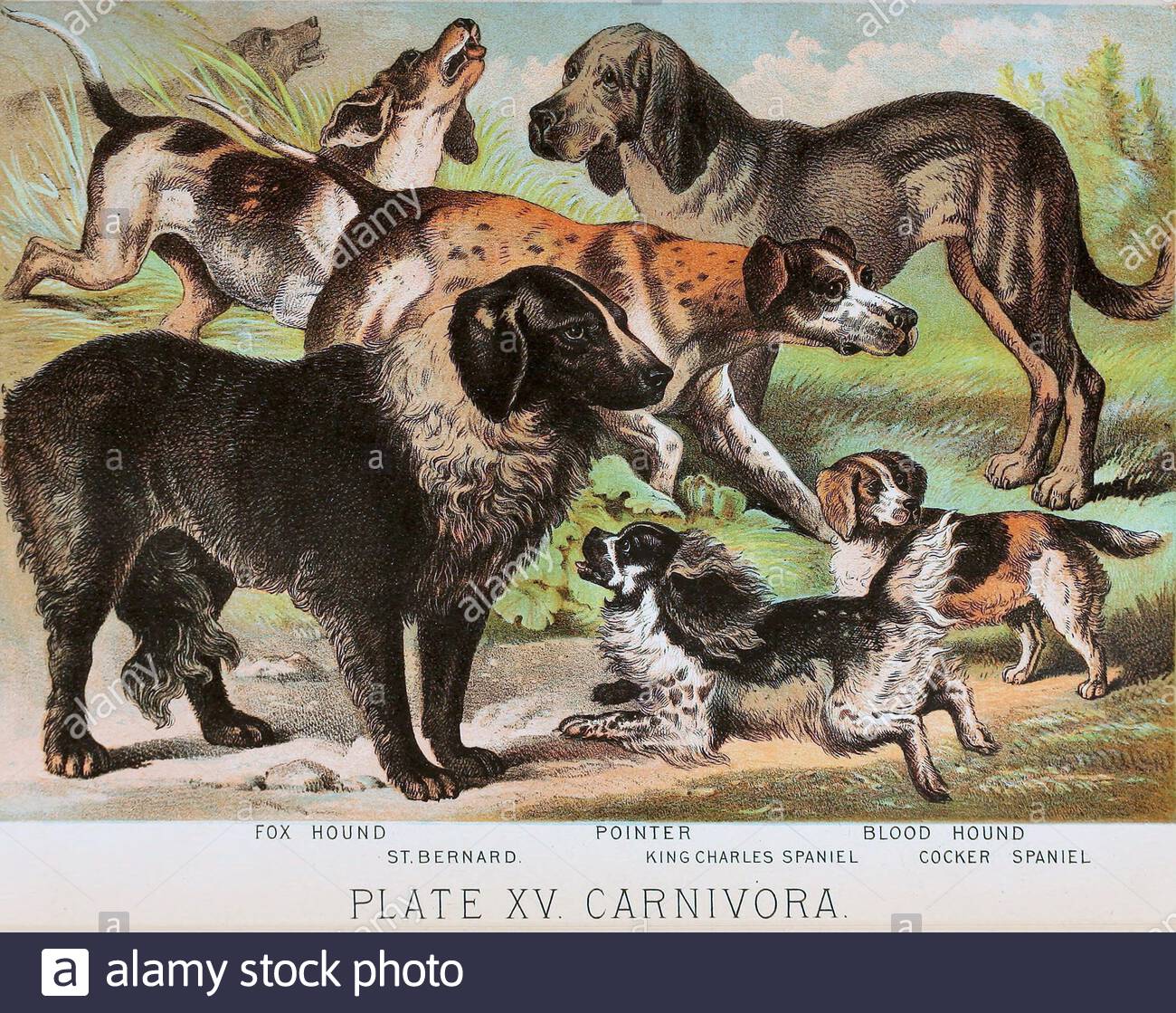 Dog breeds - Foxhound, St. Bernard, Pointer, King Charles Spaniel ...