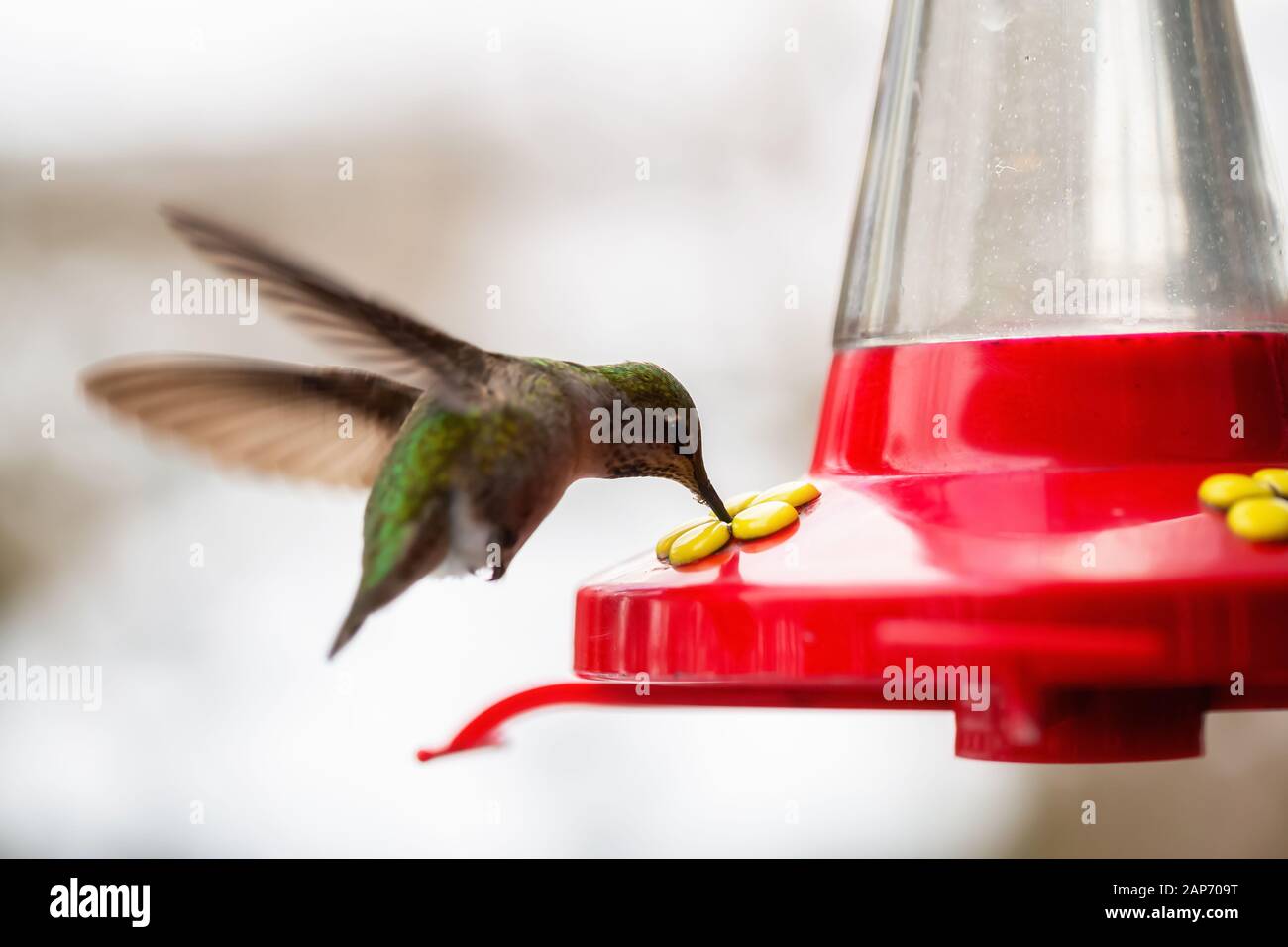 Small Little Colorful Bird, Colibri Stock Photo - Alamy