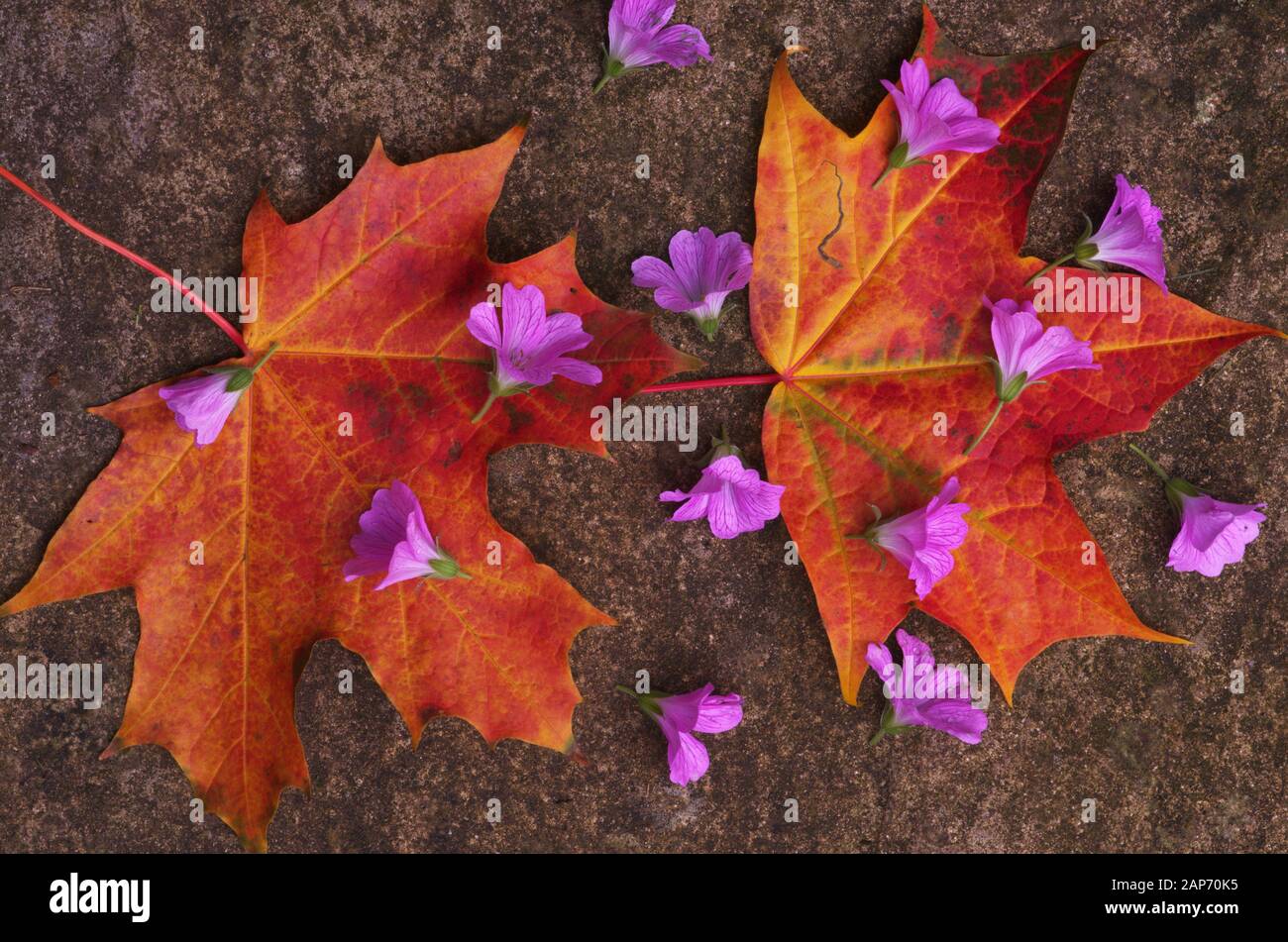 Two autumn maple leaves with geranium flowers scattered on and about ...