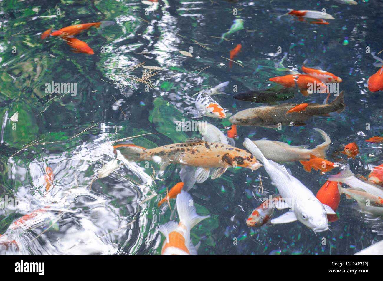 Gold carp hi-res stock photography and images - Alamy