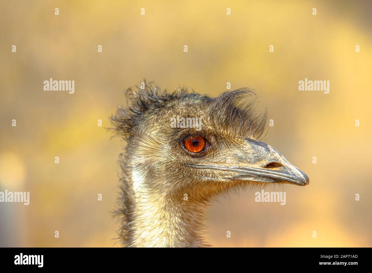 Portrait side view of Emu, Dromaius novaehollandiae, endemic to ...