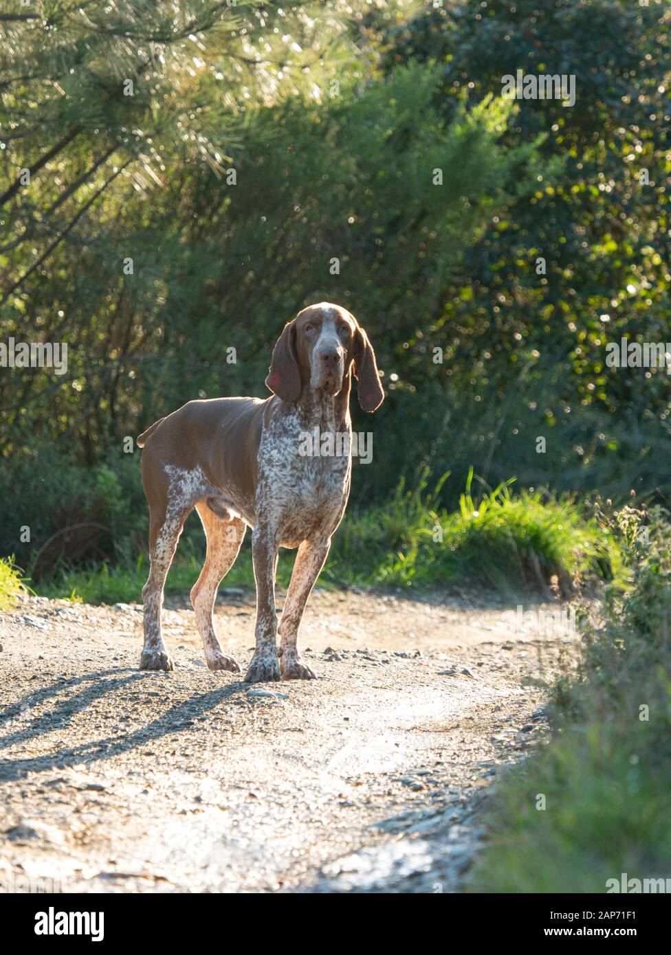 adult bracco italiano (italian pointer) famous gun dog, with short ...