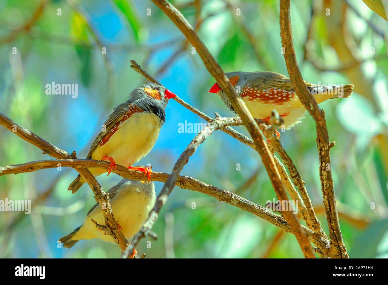 Bottom view of three Australian Zebra Finch Red Beak on a tree with ...