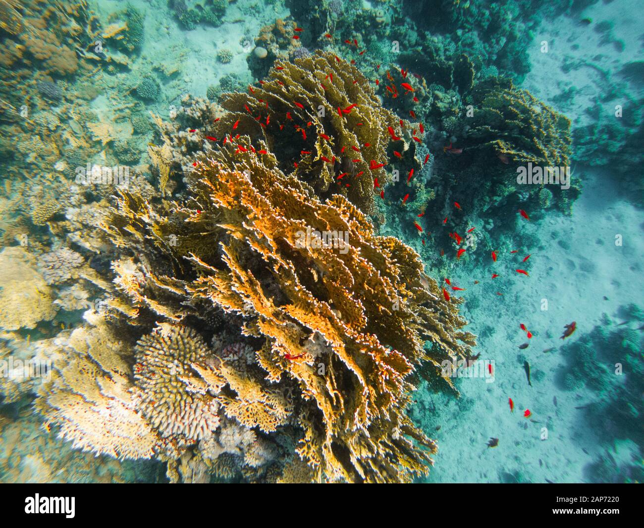 red fishes in huge yellow sea fan Stock Photo - Alamy