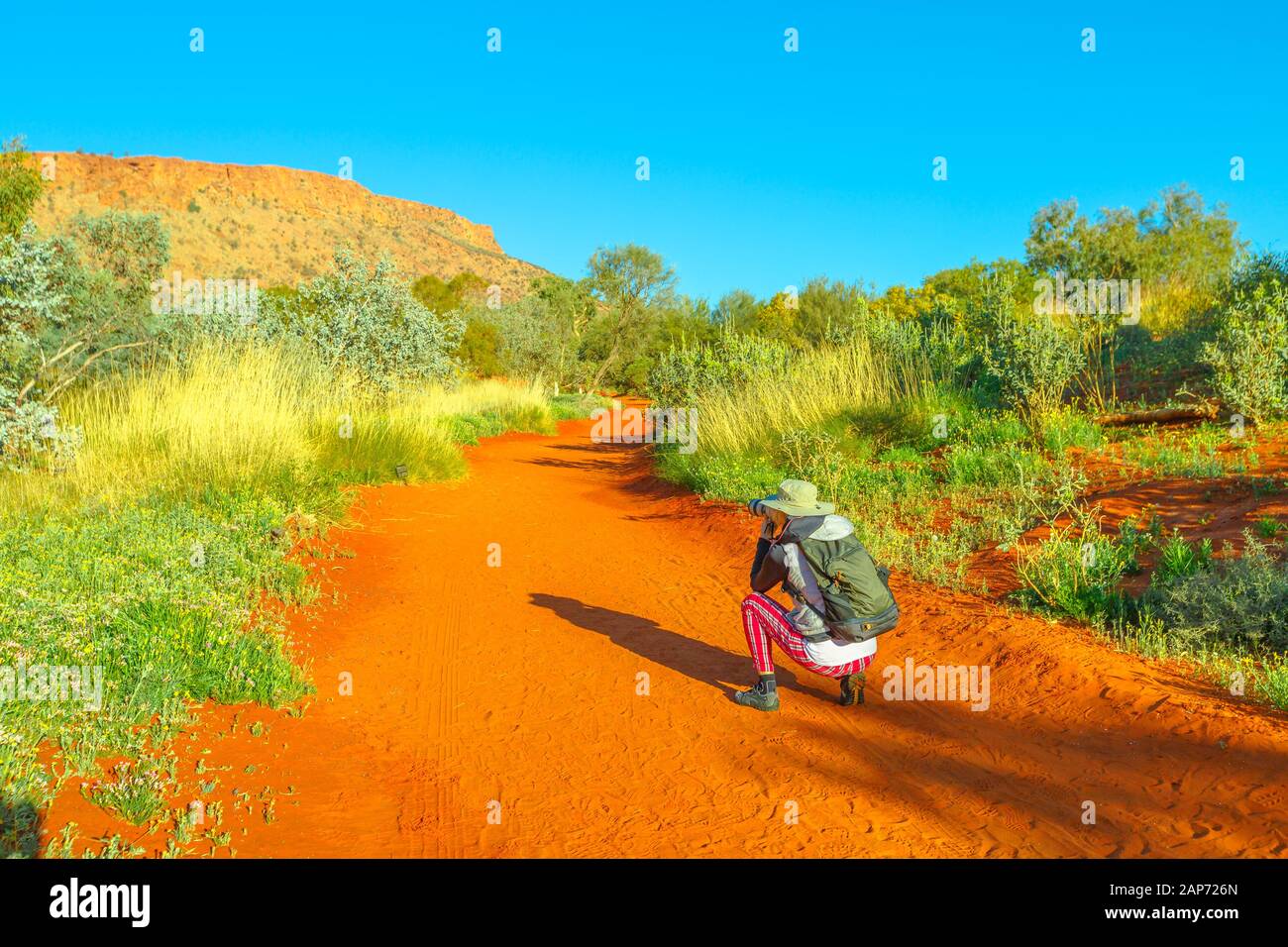 Travel photographer shooting a wildlife animal in a bush along red sand ...