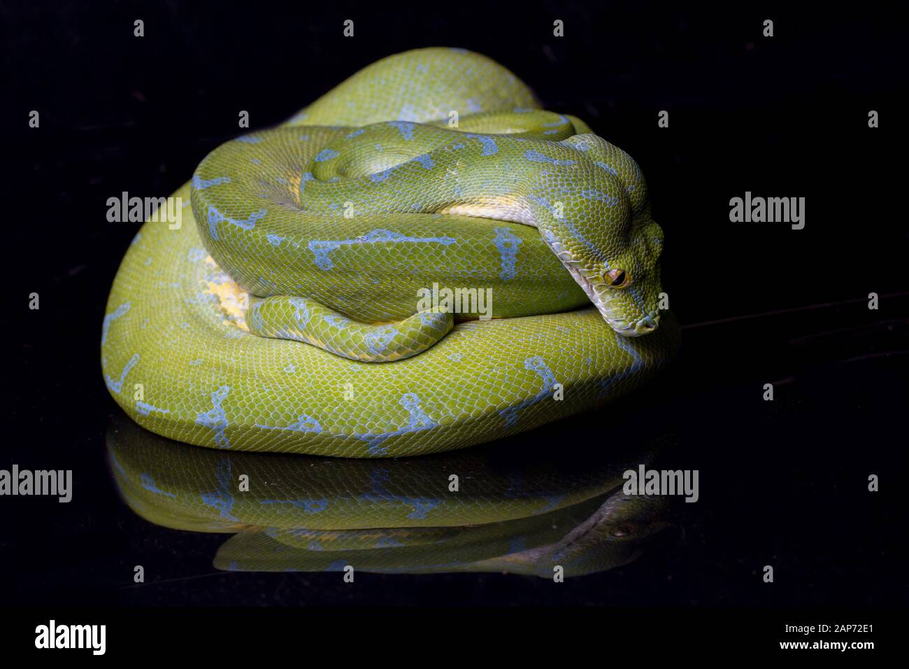 Green Tree Python (Morelia viridis) sorong locality isolated on black ...