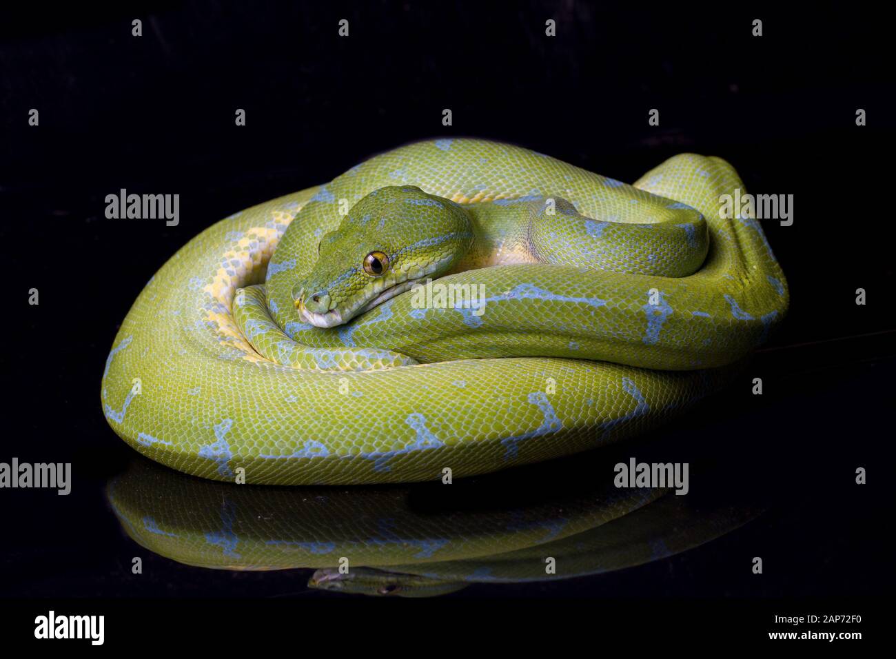 Green Tree Python (Morelia viridis) sorong locality isolated on black ...