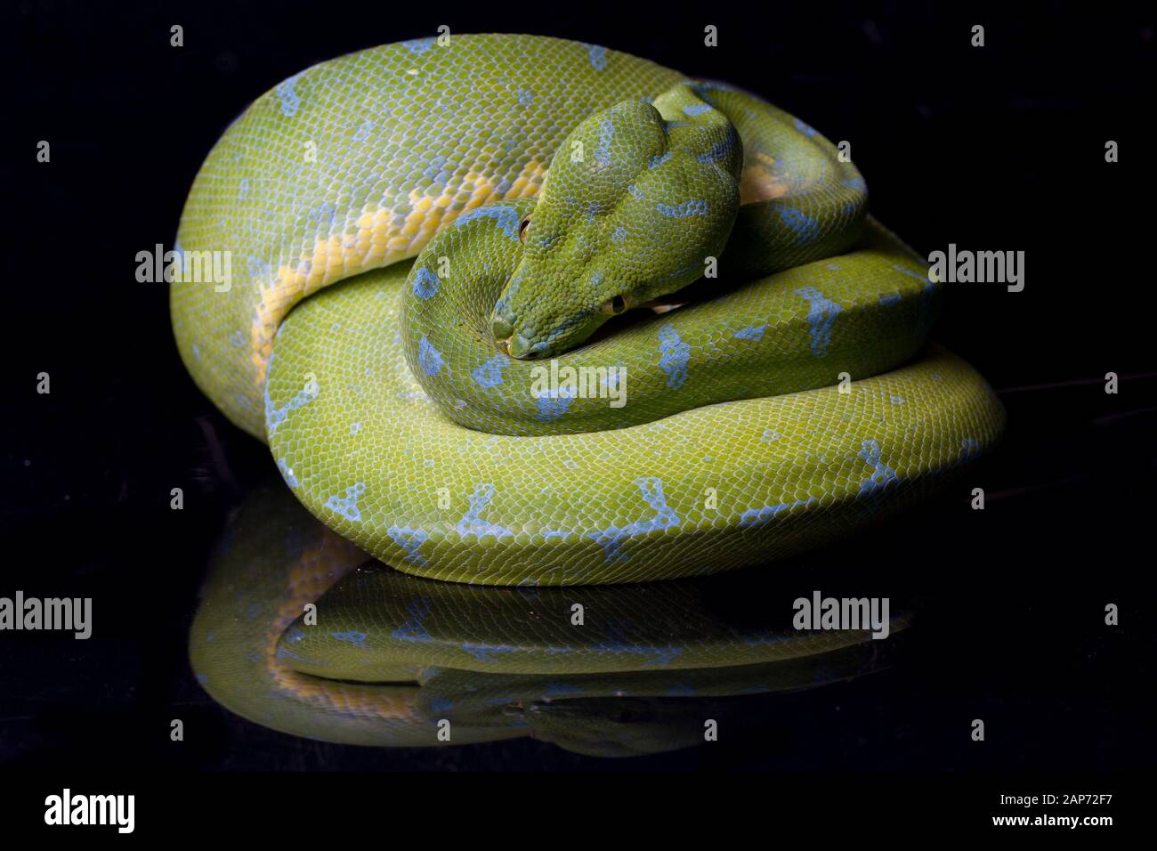 Green Tree Python (Morelia viridis) sorong locality isolated on black ...