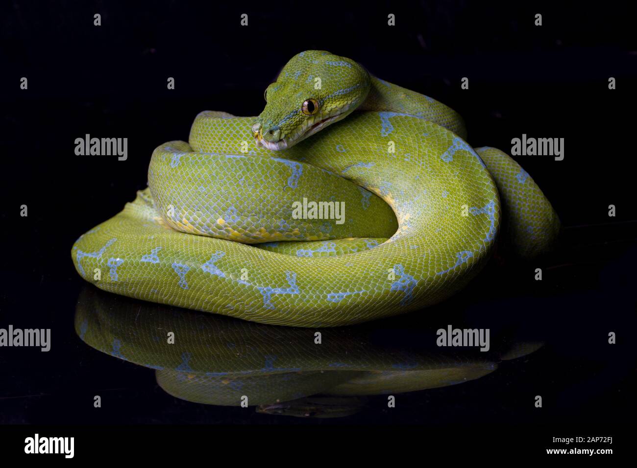 Green Tree Python (Morelia viridis) sorong locality isolated on black ...