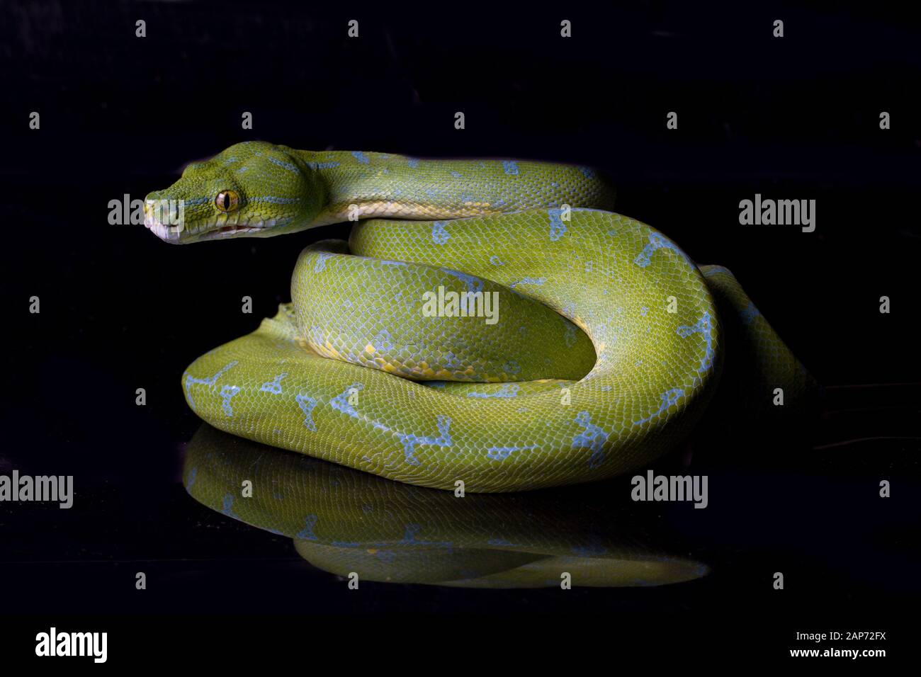 Green Tree Python (Morelia viridis) sorong locality isolated on black ...