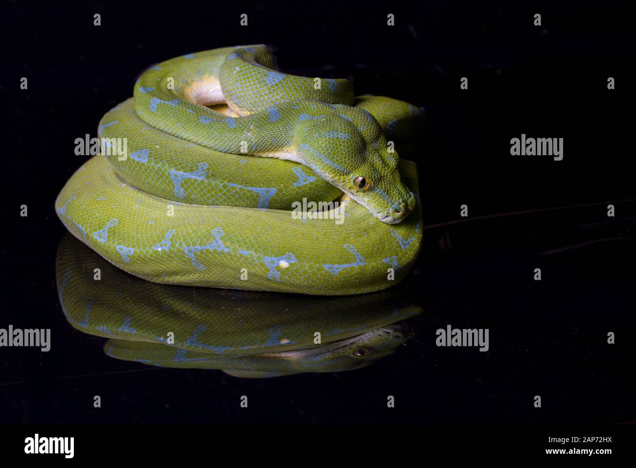 Green Tree Python (Morelia viridis) sorong locality isolated on black ...