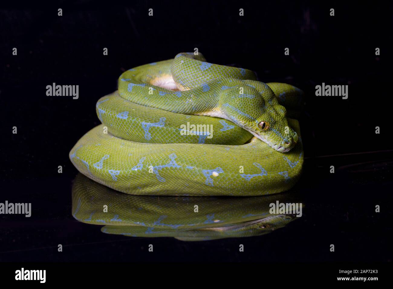 Green Tree Python (Morelia viridis) sorong locality isolated on black ...