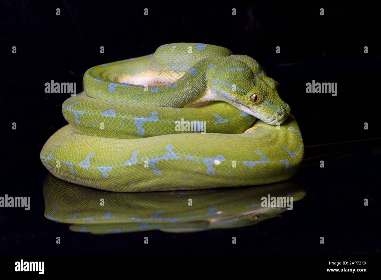 Green Tree Python (Morelia viridis) sorong locality isolated on black ...