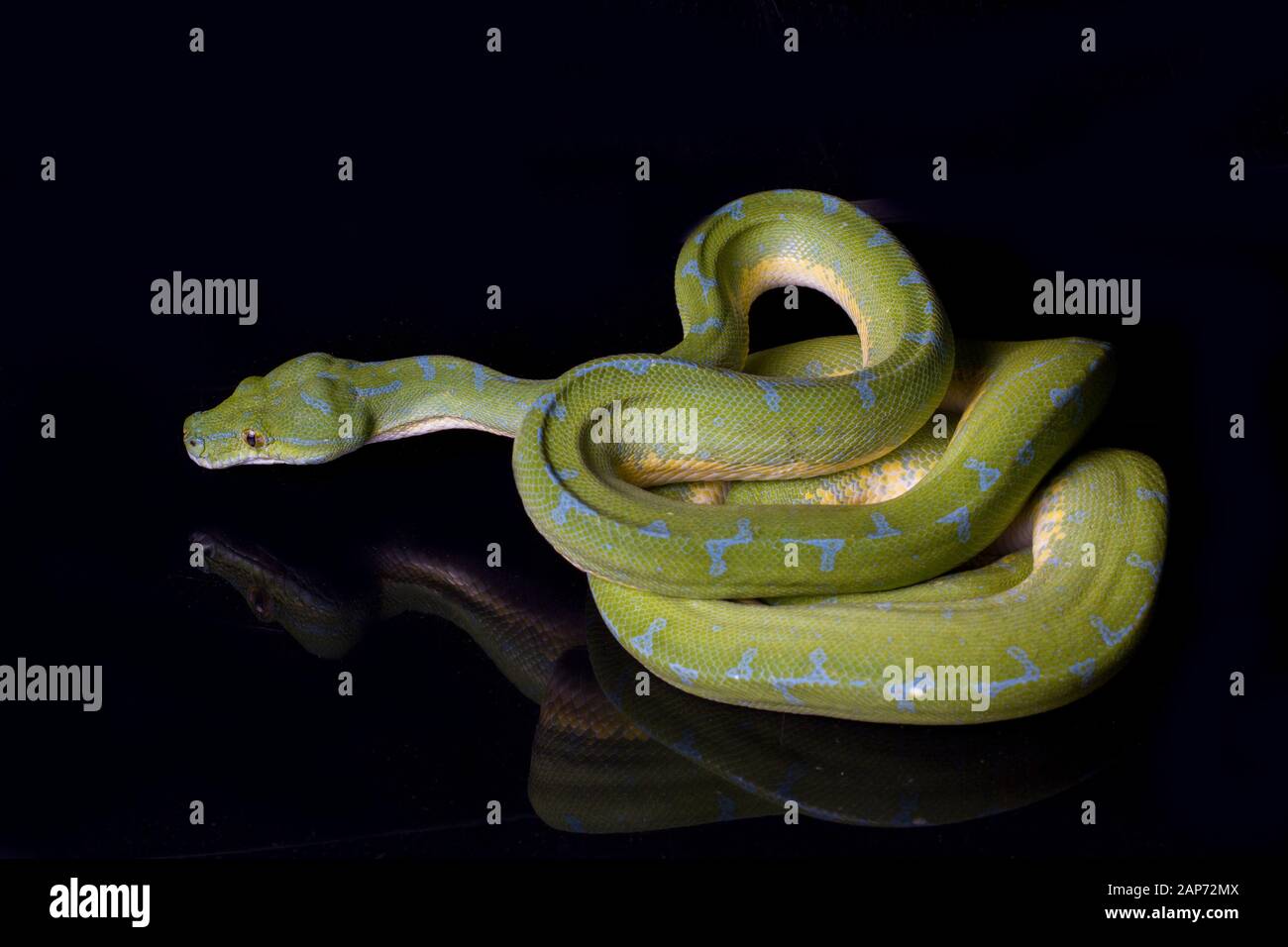 Green Tree Python (Morelia viridis) sorong locality isolated on black ...