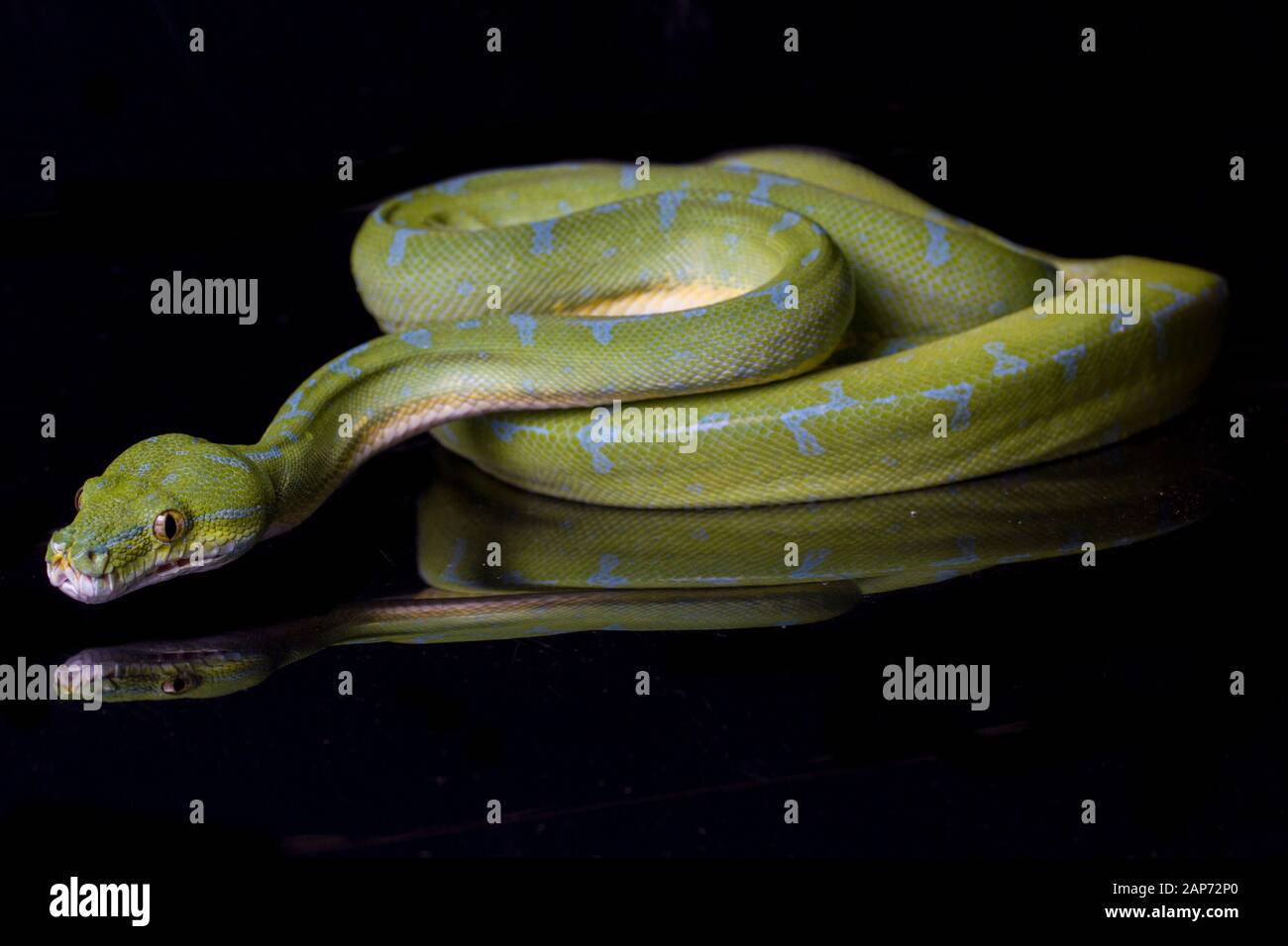 Green Tree Python (Morelia viridis) sorong locality isolated on black ...