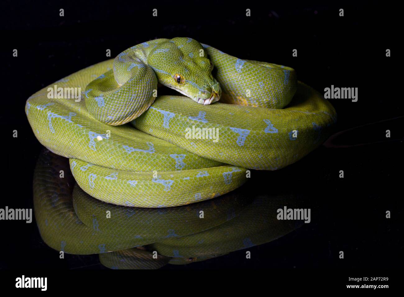 Green Tree Python (Morelia viridis) sorong locality isolated on black ...