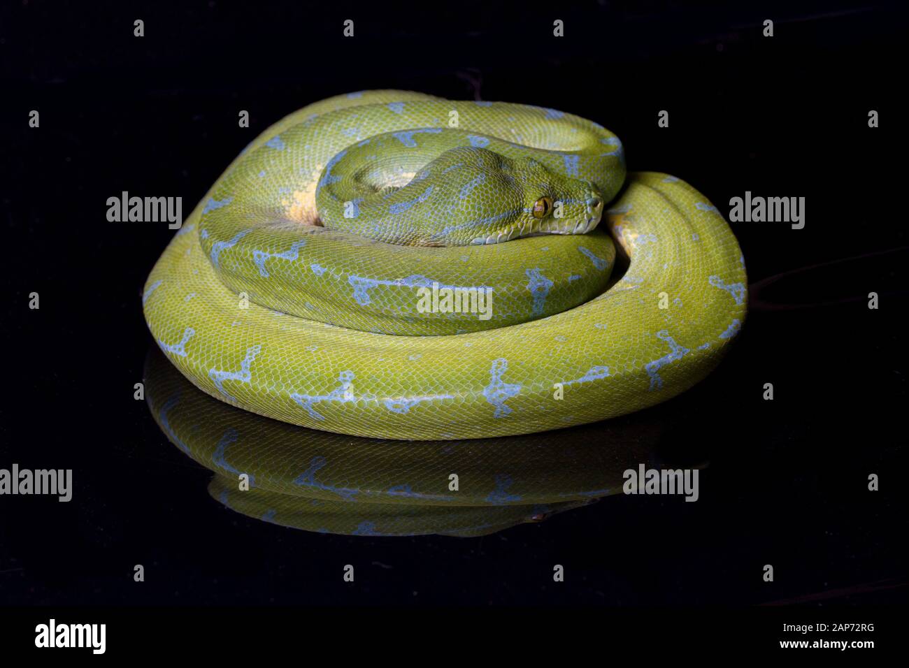 Green Tree Python (Morelia viridis) sorong locality isolated on black ...