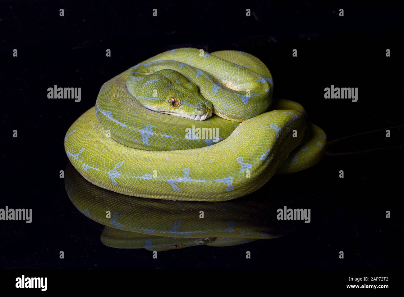 Green Tree Python (Morelia viridis) sorong locality isolated on black ...