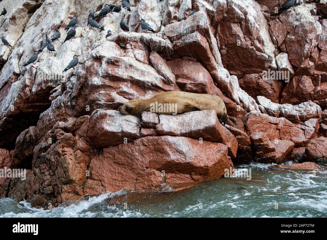 Sea Lion on Rocks, Paracas Peru Stock Photo - Alamy