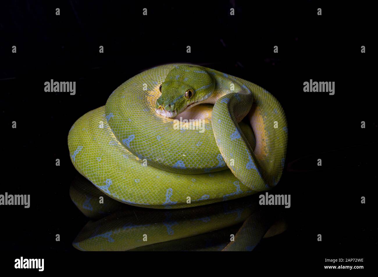 Green Tree Python (Morelia viridis) sorong locality isolated on black ...