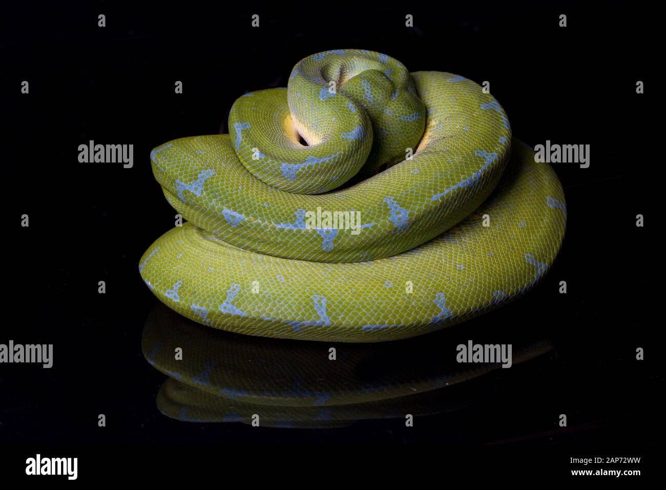 Green Tree Python (Morelia viridis) sorong locality isolated on black ...
