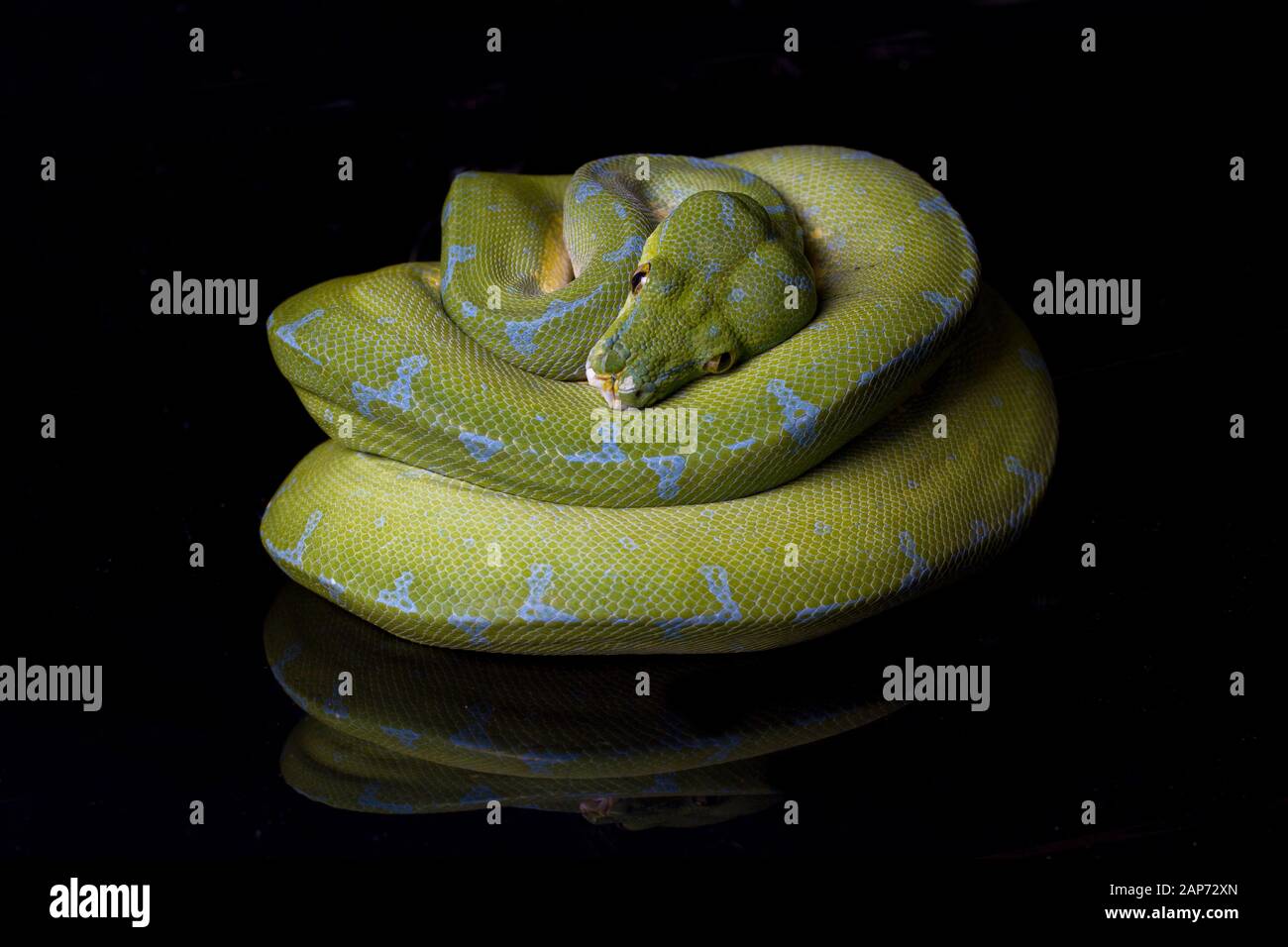 Green Tree Python (Morelia viridis) sorong locality isolated on black ...
