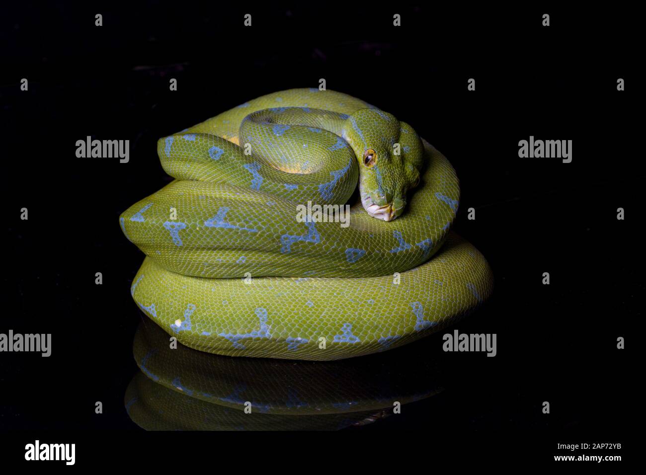 Green Tree Python (Morelia viridis) sorong locality isolated on black ...